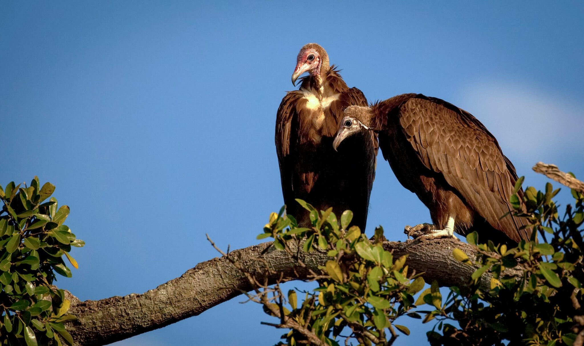 Together for vulture conservation in The Gambia - Vulture Conservation ...