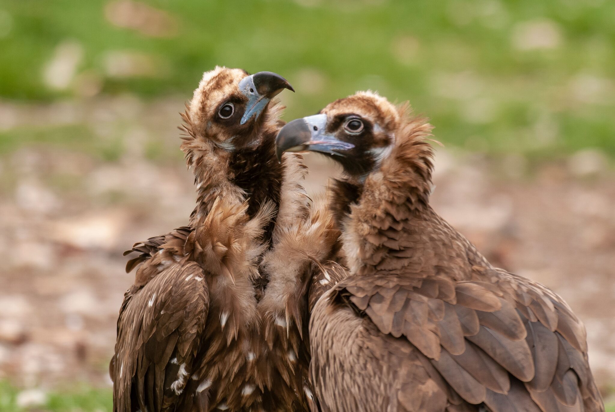 New breeding record in the Balkan Mountains helps to secure the future ...