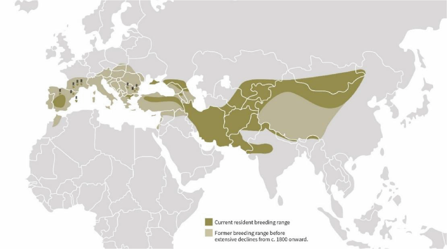 EAZA Best Practice Guidelines for Cinereous Vulture - Vulture ...