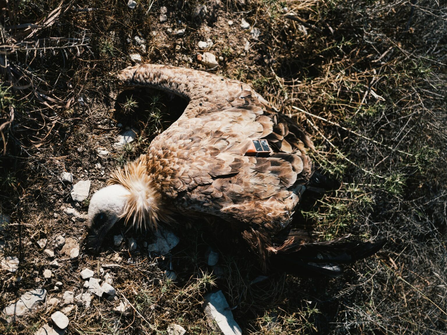 Collision with power line takes the life of a Spanish Griffon Vulture ...