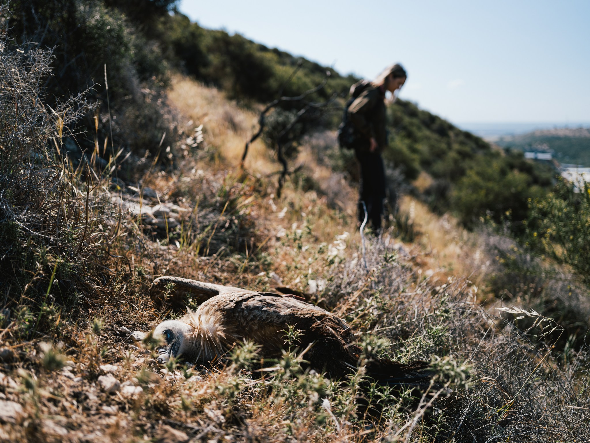 Collision with power line takes the life of a Spanish Griffon Vulture ...