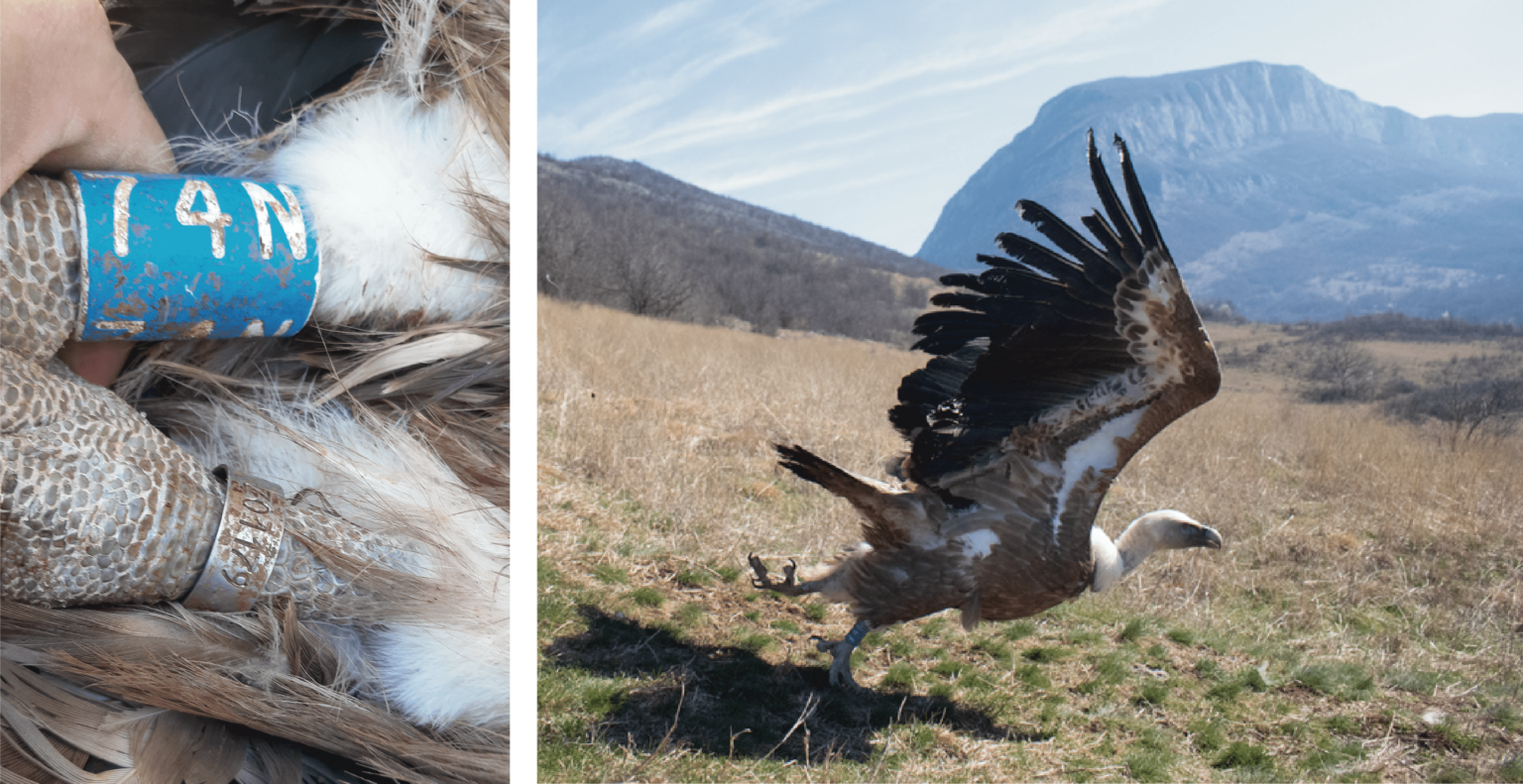 The incredible journey of a Griffon Vulture from Spain to the Balkans ...