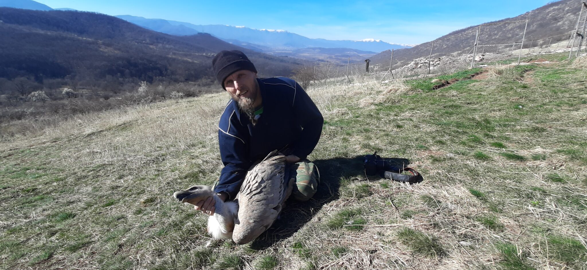 The incredible journey of a Griffon Vulture from Spain to the Balkans ...