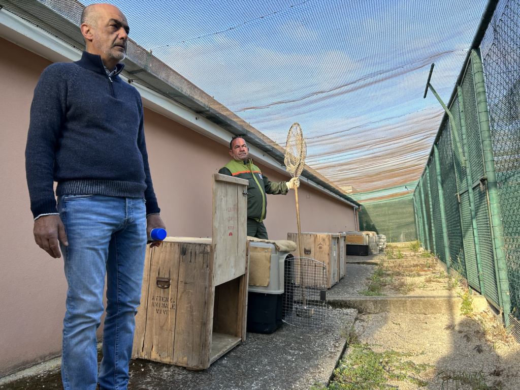 Griffon Vulture repopulation initiative in South Sardinia gains ...