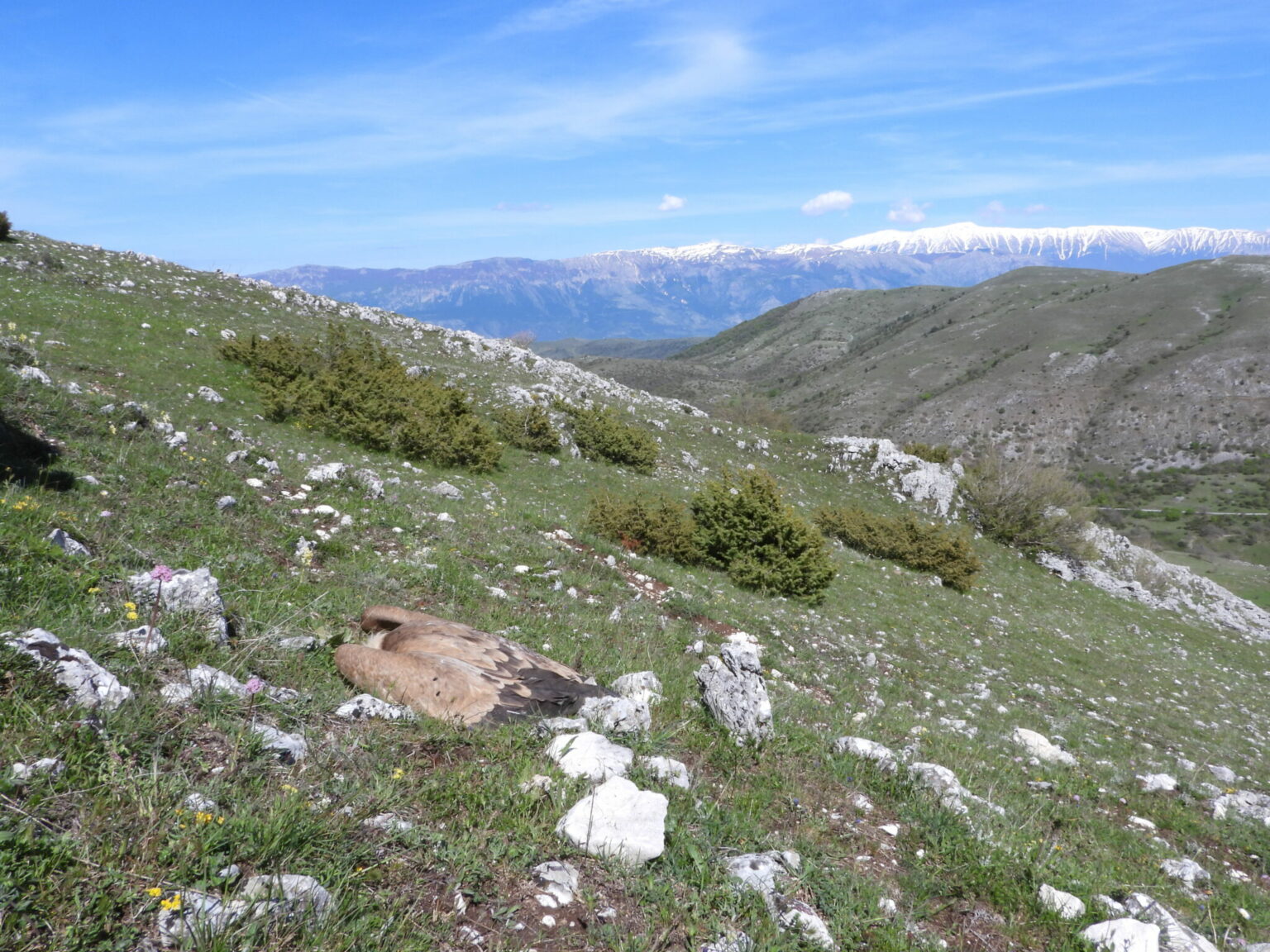 Suspected mass poisoning claims lives of wolves and Griffon Vultures in ...