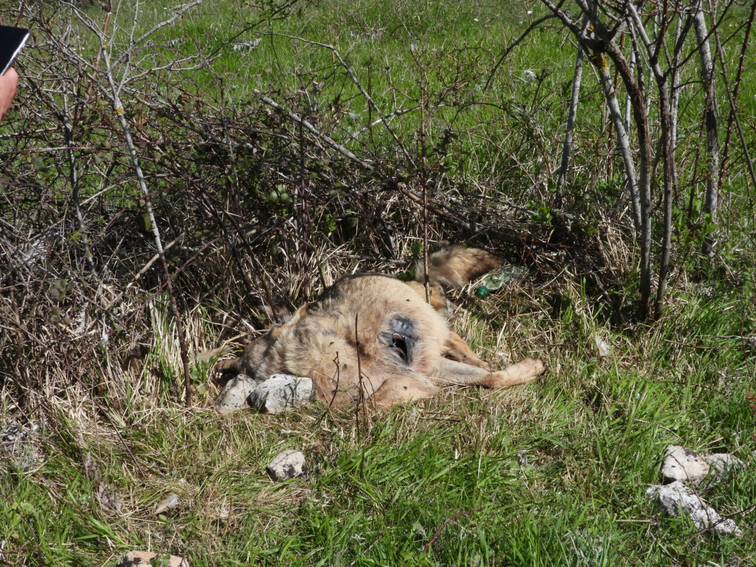 Suspected mass poisoning claims lives of wolves and Griffon Vultures in ...