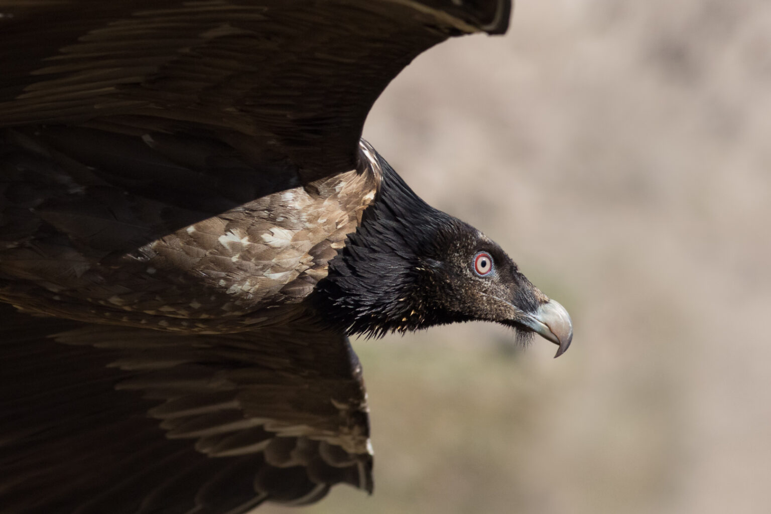 Following the movements of the Bearded Vultures released in Maestrazgo ...