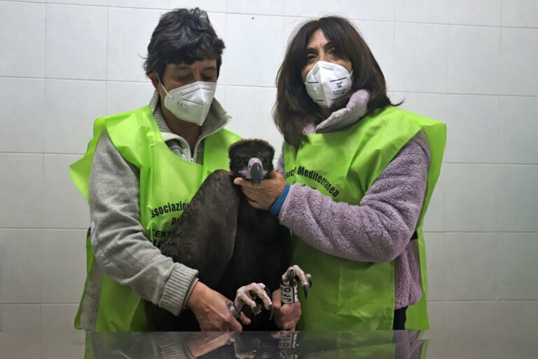 Back in the wild after rehabilitation in Sicily: the story Zappa, a ...