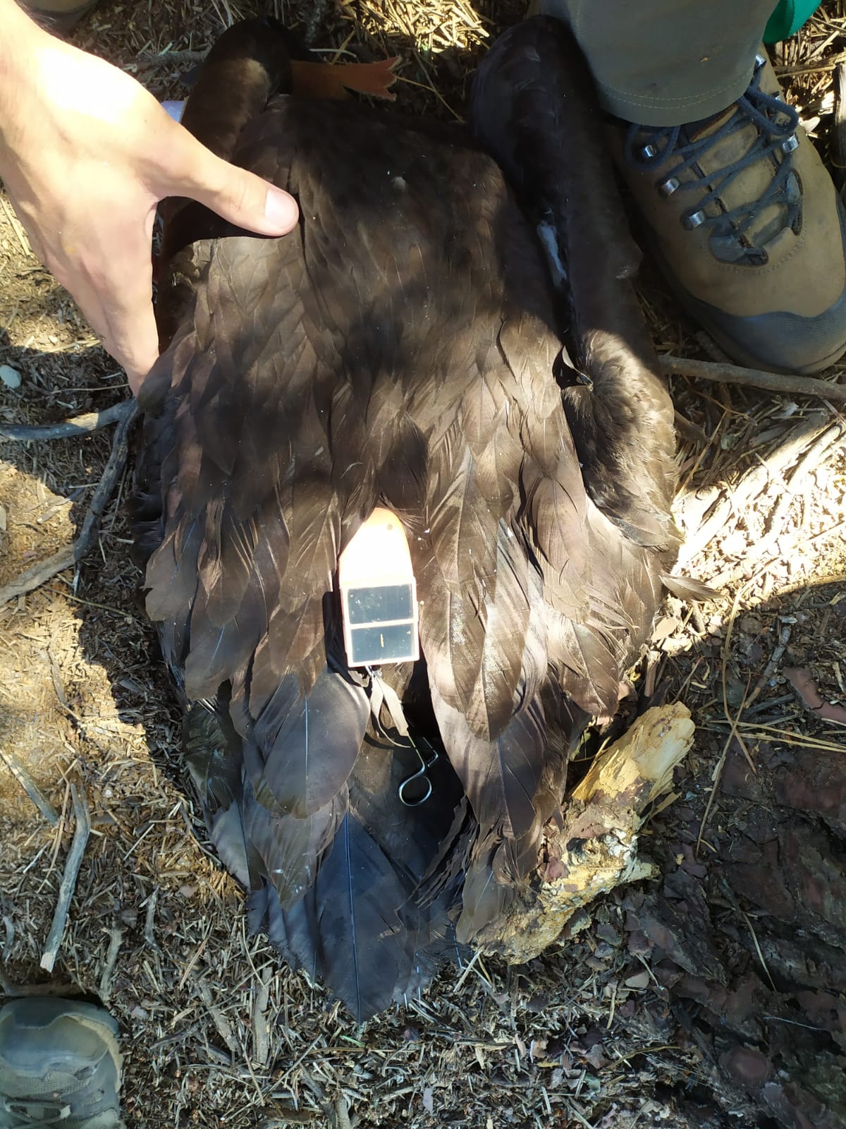 LIFE Aegypius Return: tagging the first wild-hatched Cinereous Vulture ...