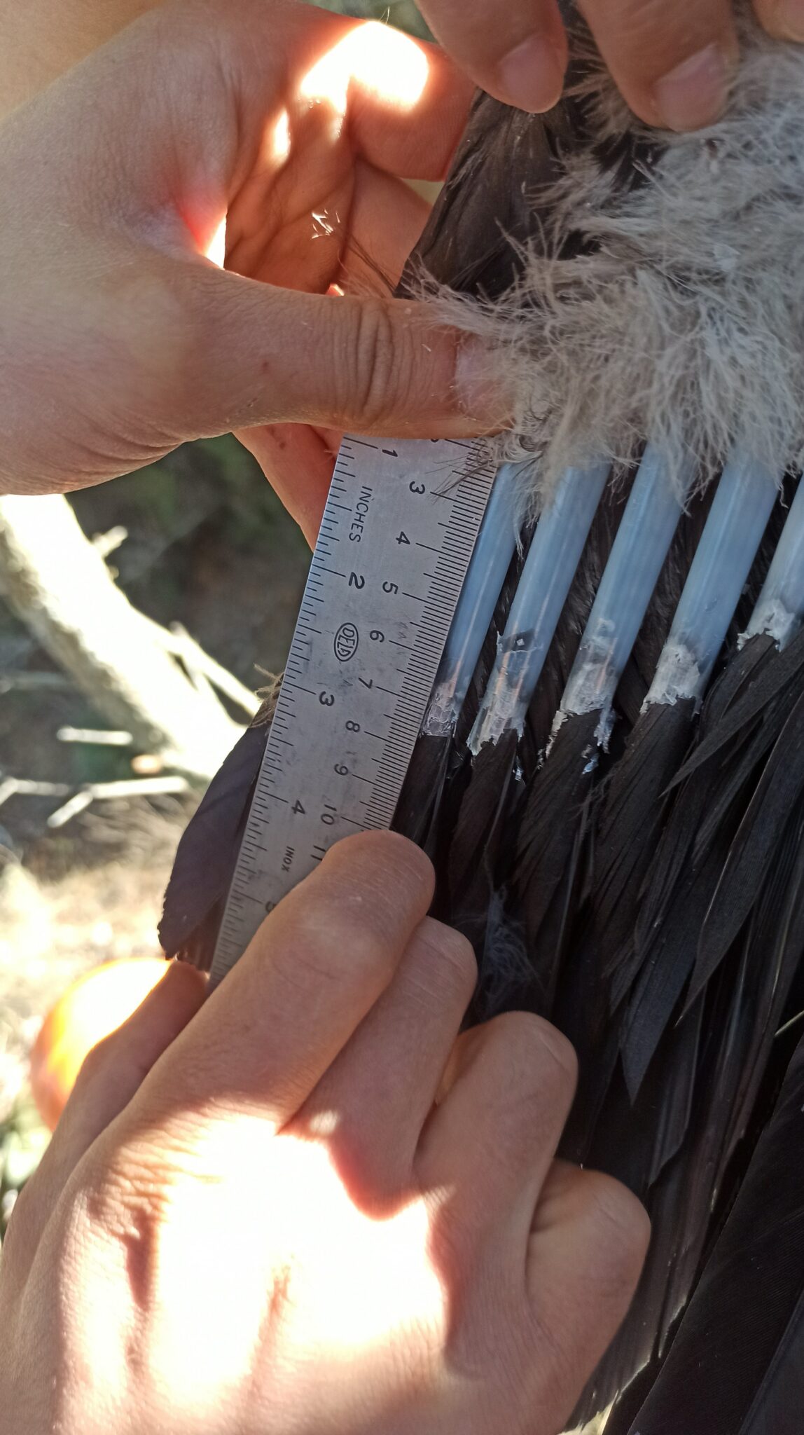 Tagging Cinereous Vultures in the nest, step by step - Vulture ...
