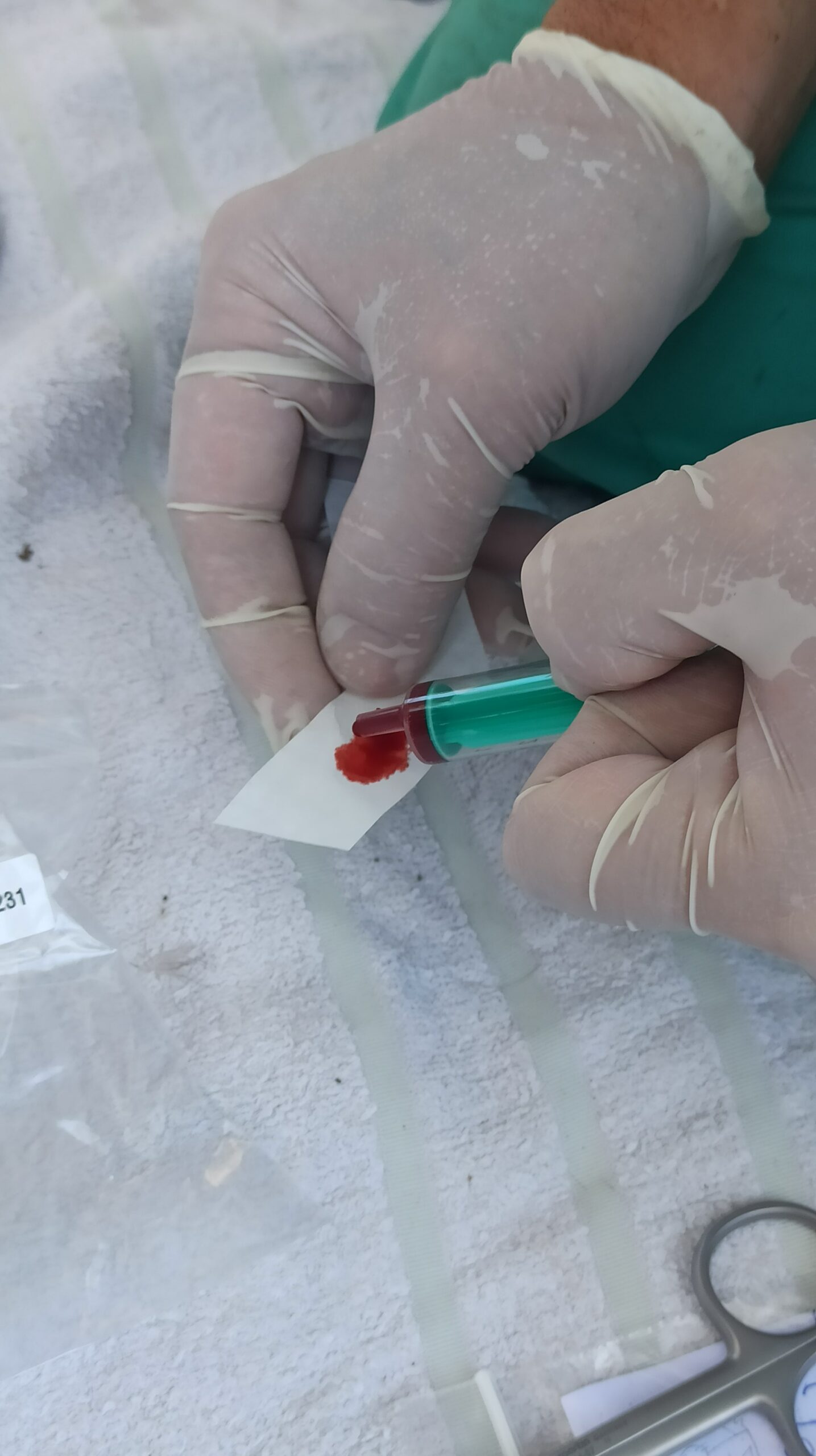 Tagging Cinereous Vultures in the nest, step by step - Vulture ...