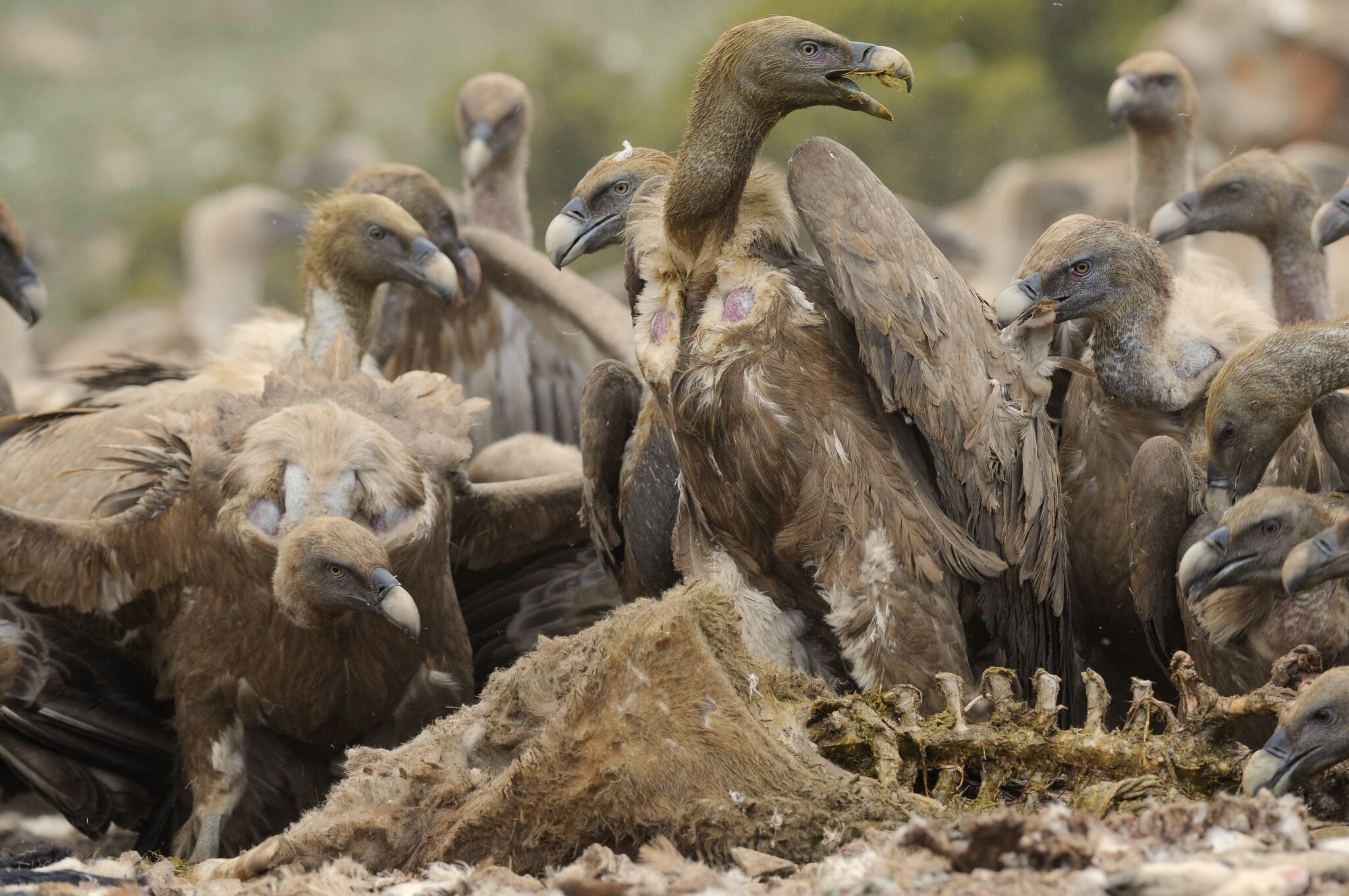 Installing feeding stations in Sardinian farms to boost the Endangered ...