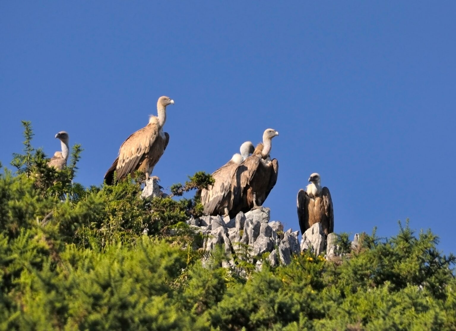 Do vultures choose what they eat? A study reveals how vulture culture ...