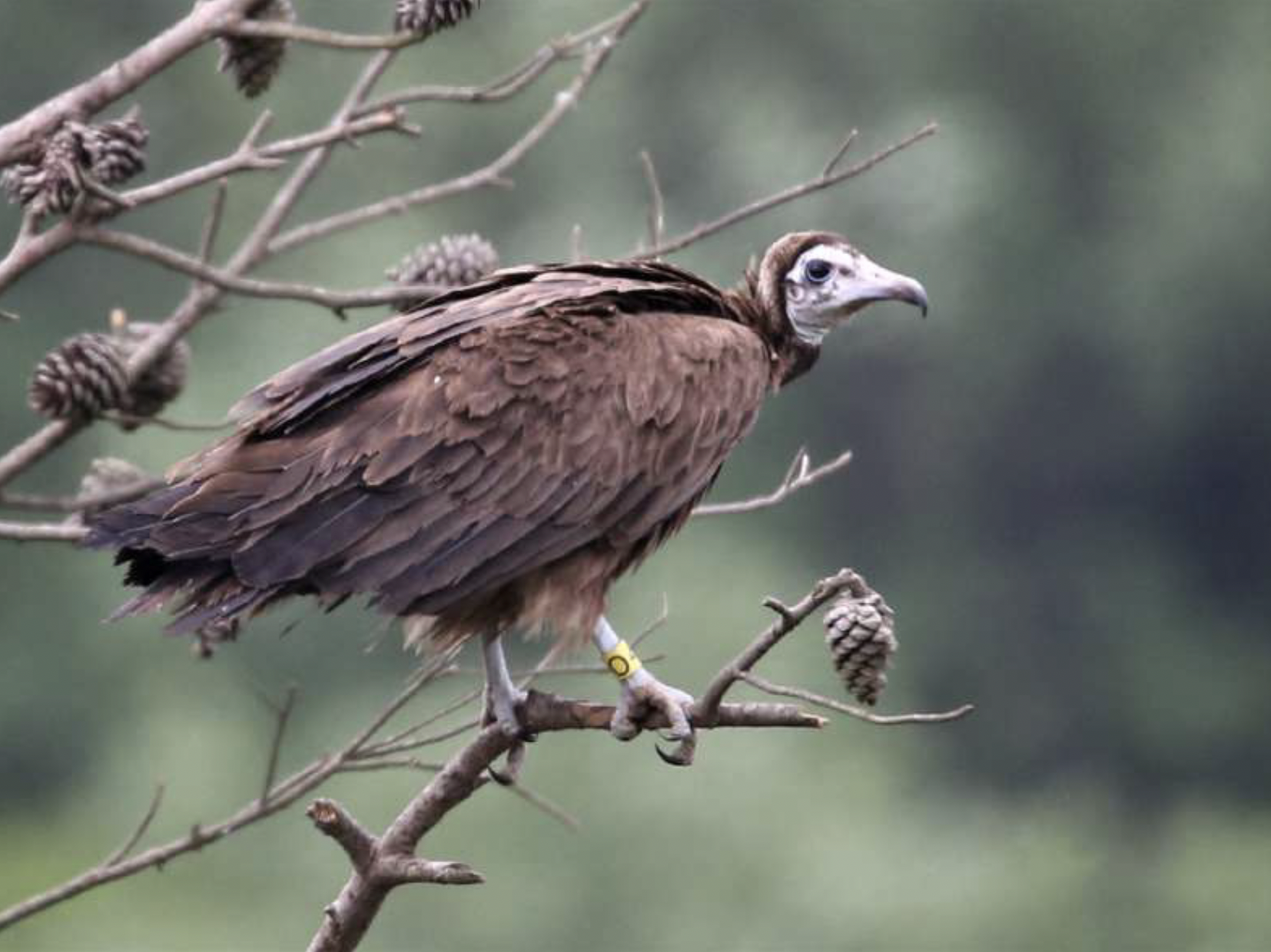 The first Hooded Vulture ringed in Morocco is visiting Spain - Vulture ...