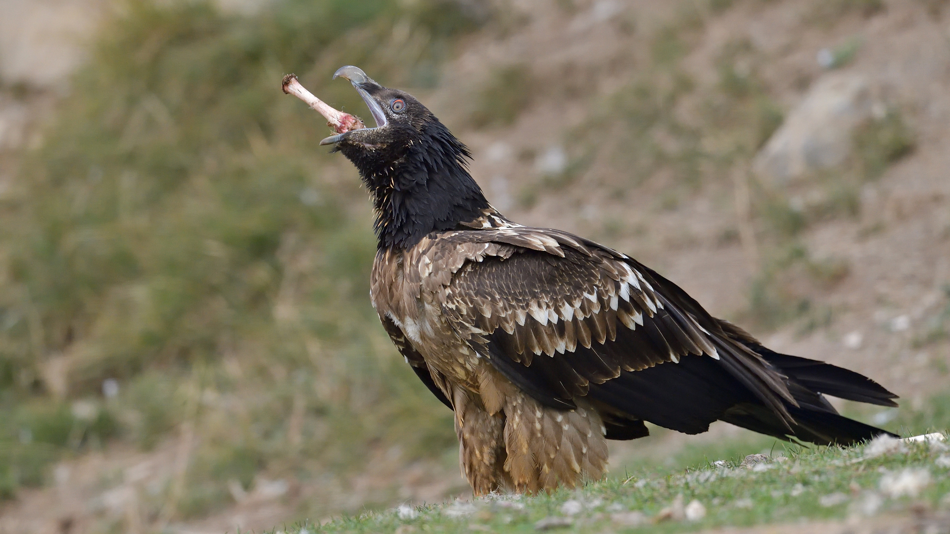 When “she” becomes “he”: surprising news from Bearded Vultures ...