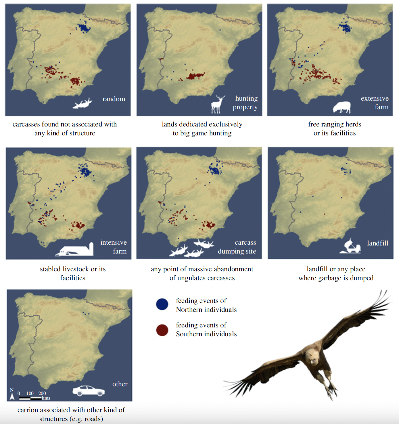 Do vultures choose what they eat? A study reveals how vulture culture ...