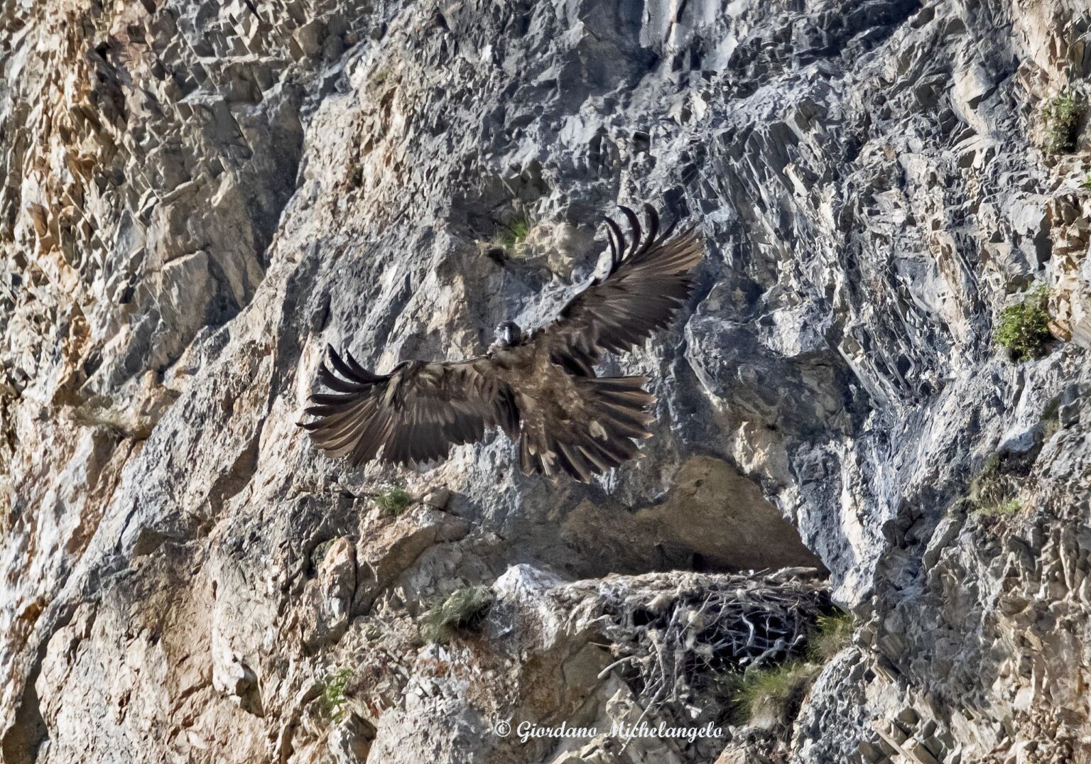 Alpi Marittime welcomes a new Bearded Vulture fledgling in the wild ...
