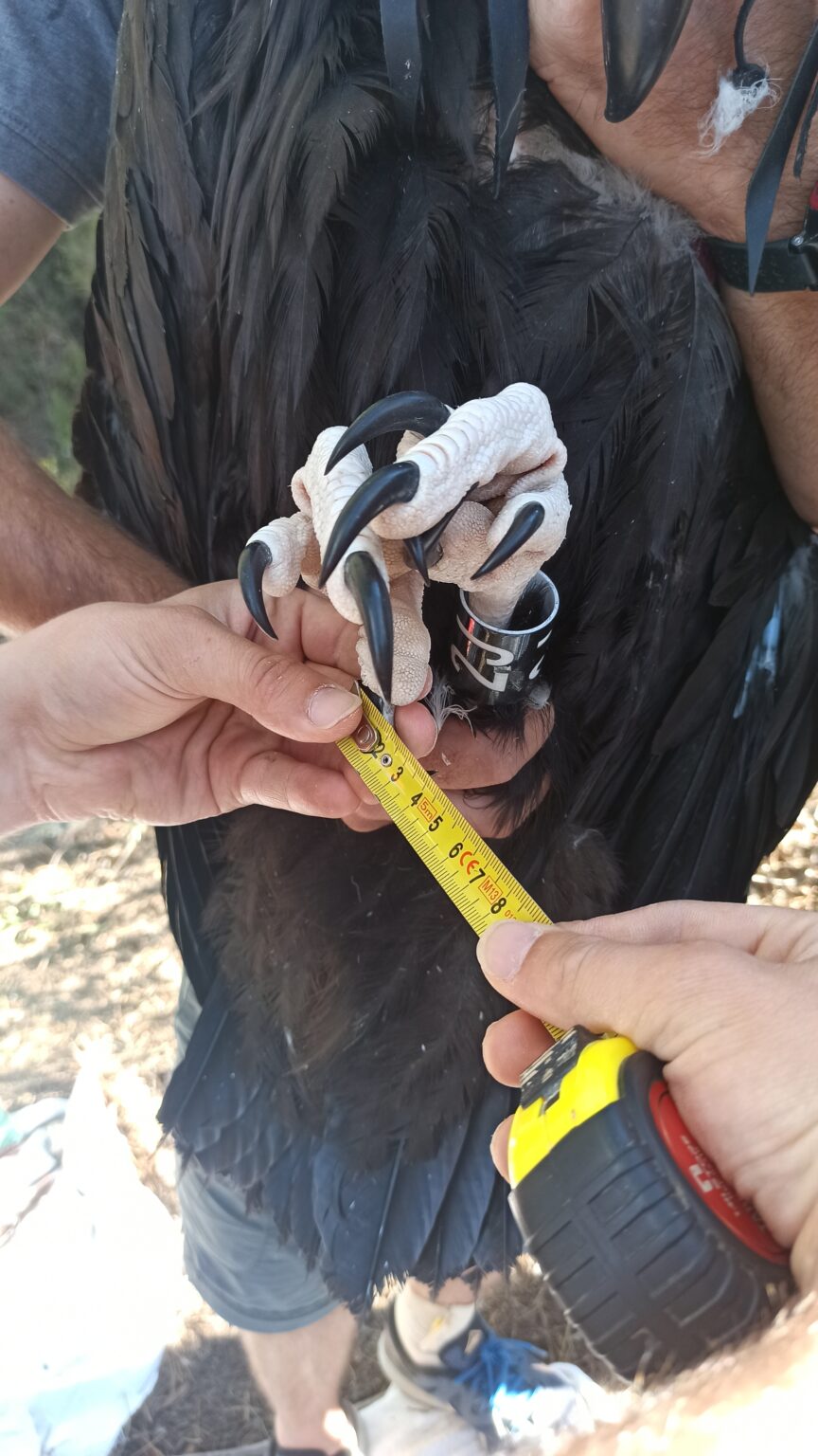 Tagging Cinereous Vultures in the nest, step by step - Vulture ...