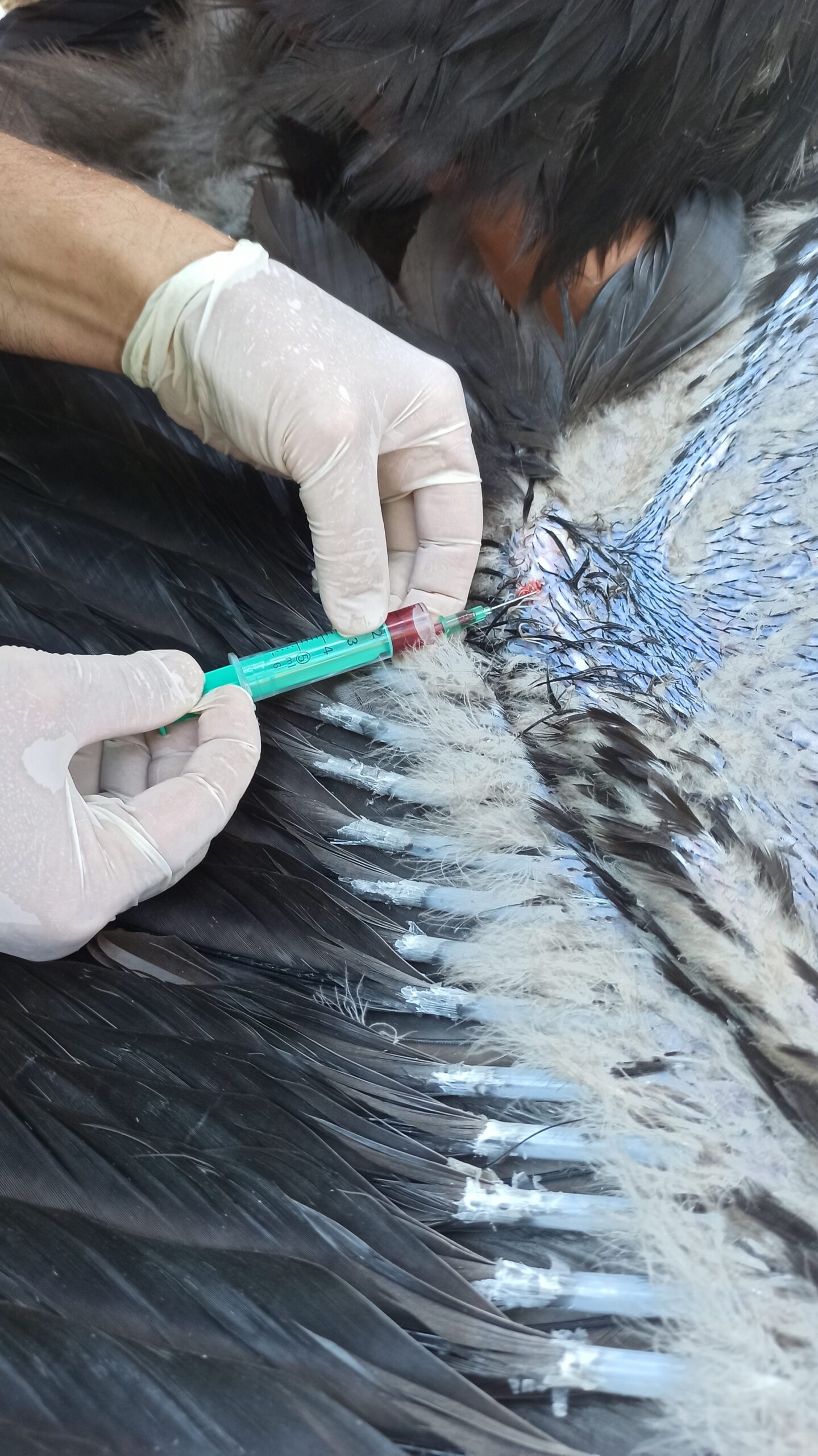 Tagging Cinereous Vultures in the nest, step by step - Vulture ...
