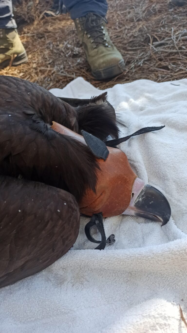 Tagging Cinereous Vultures in the nest, step by step - Vulture ...