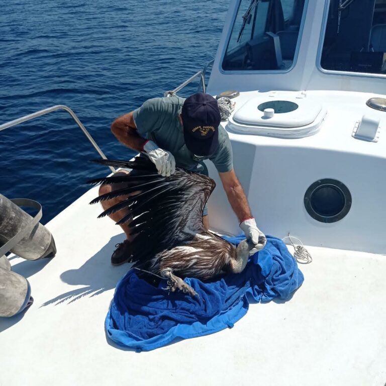 Sardinia sea rescue: Young Griffon Vulture boosts data-driven ...