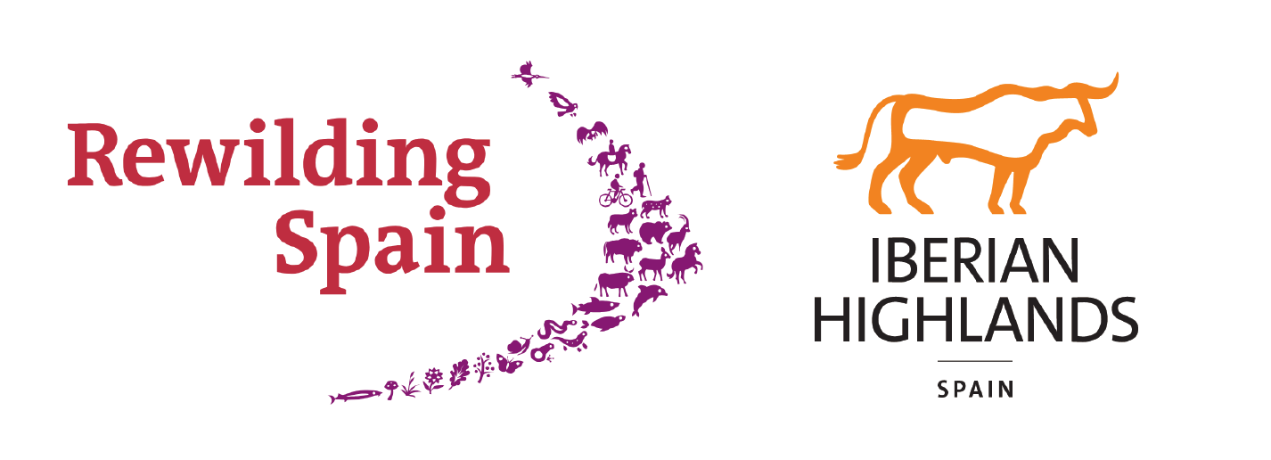 How Rewilding Spain is bringing the Cinereous Vulture back to the ...