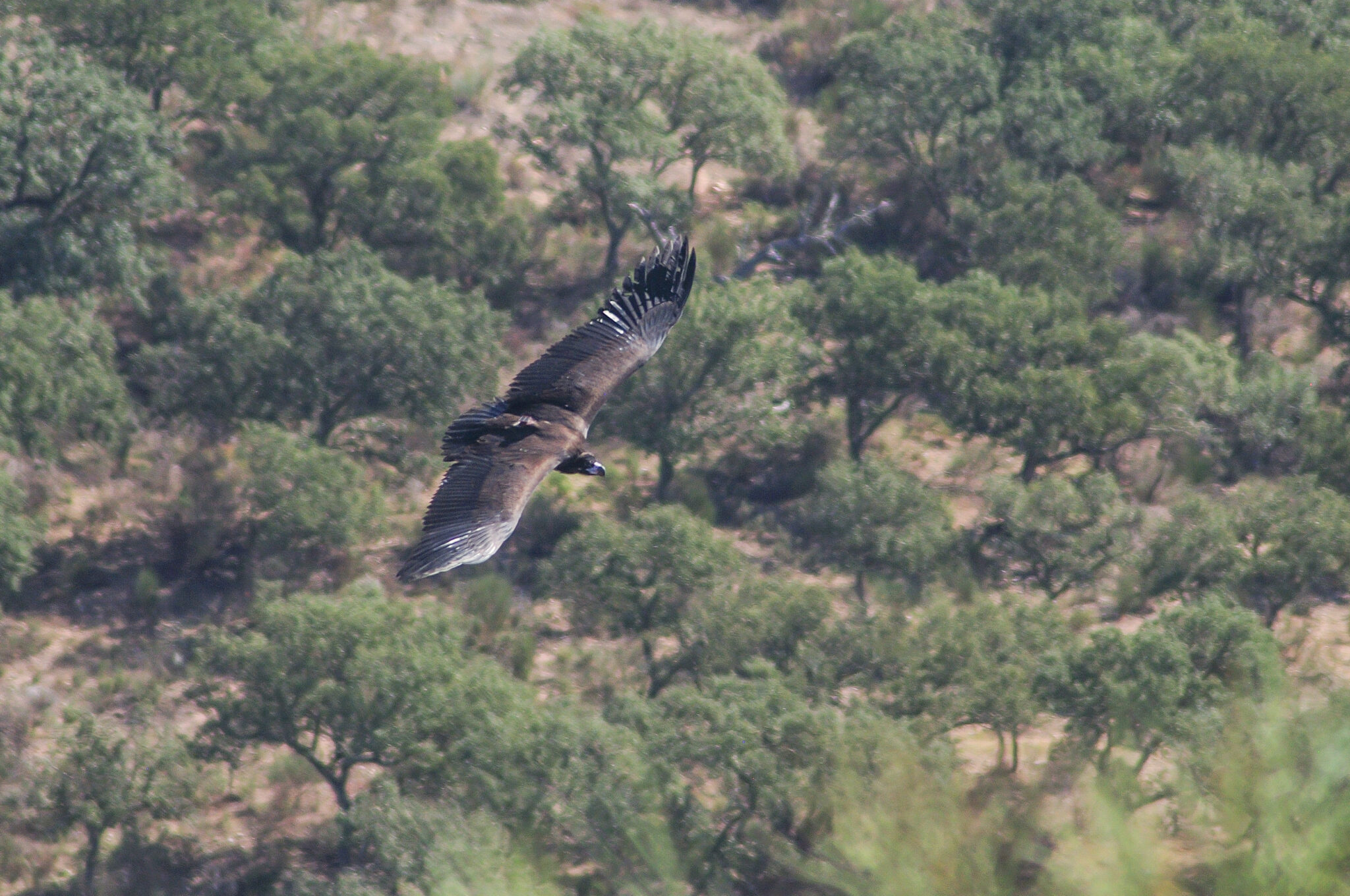 Year one of LIFE Aegypius Return brings hope for Cinereous Vulture ...