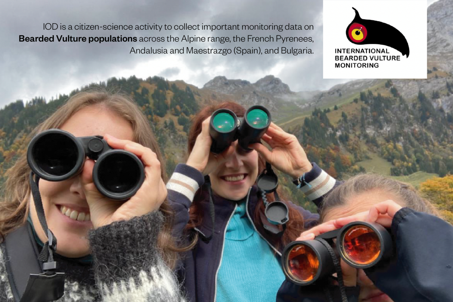 Volunteers needed: join the Bearded Vulture International Observation ...