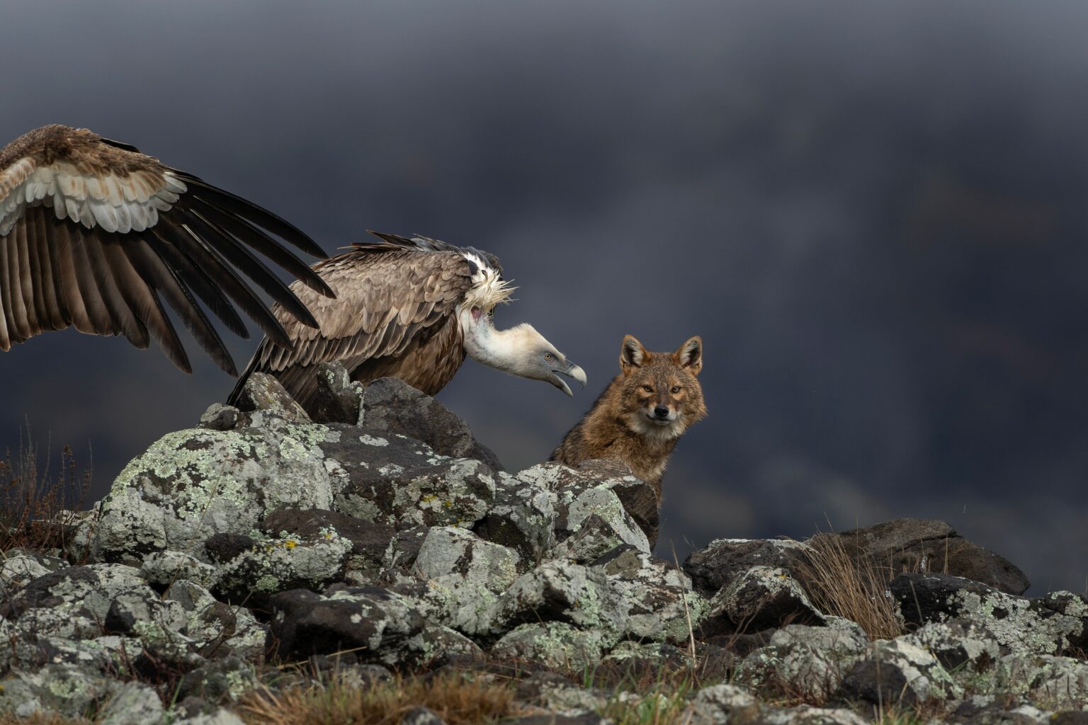 Vultures, predators, and the stories they share with humans by Dr ...