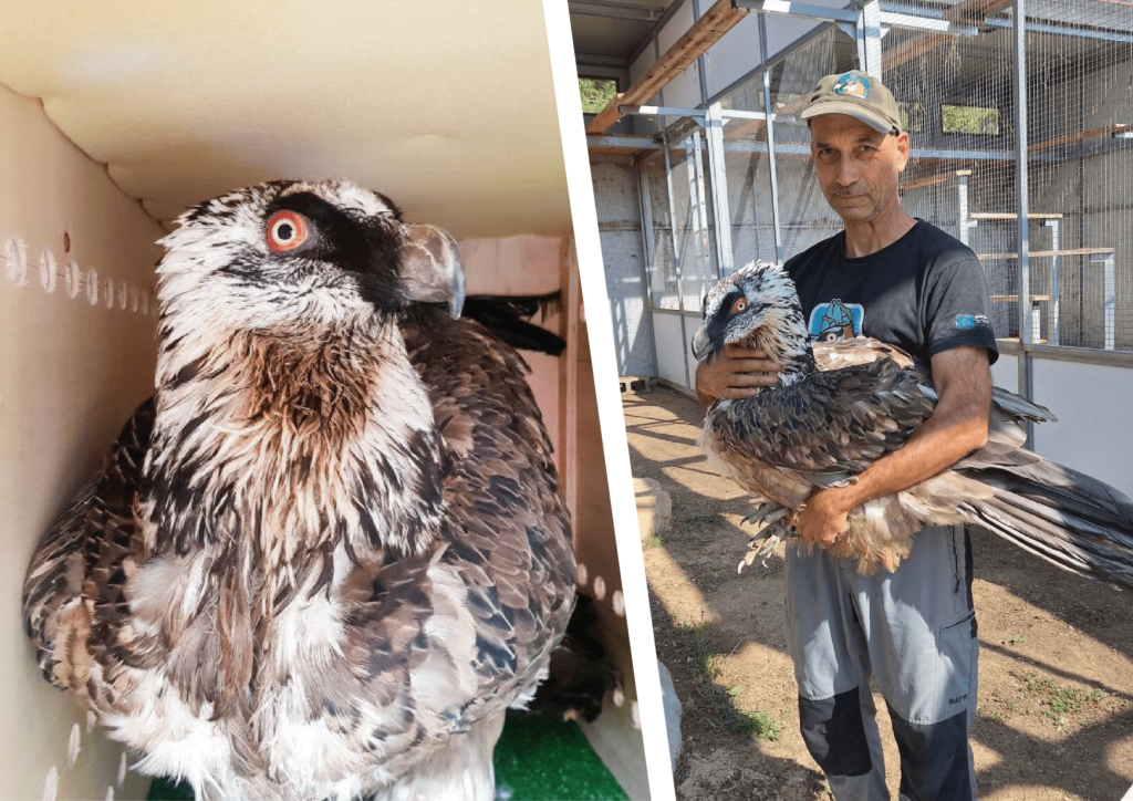 Pairing Bearded Vultures in captivity: adult male transferred from ...