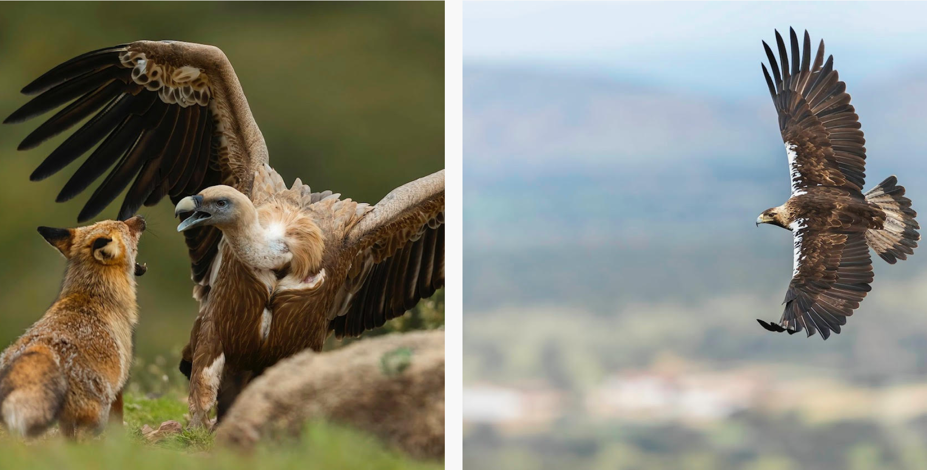 Exploring the birds of Extremadura: Field trips at the European Vulture ...