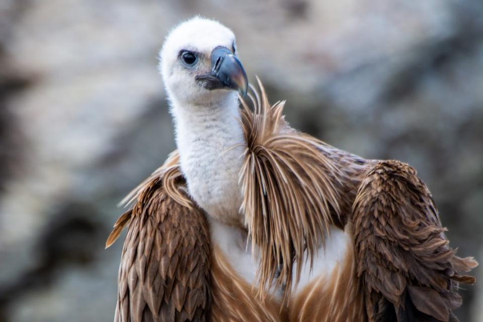First steps to reintroduce extinct vulture species in Sardinia ...