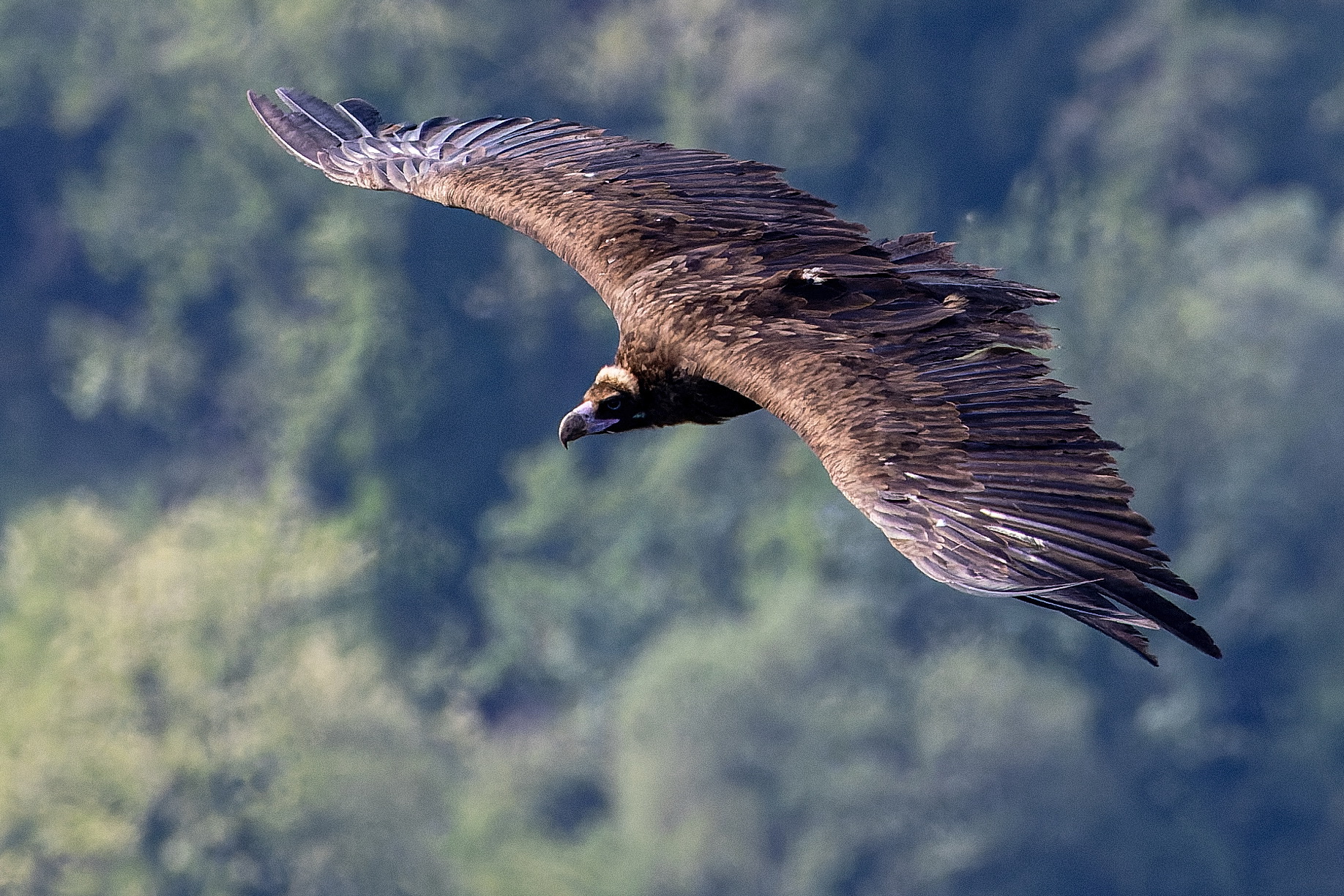 Griffon Vulture population in the Eastern Alps: growing and expanding ...