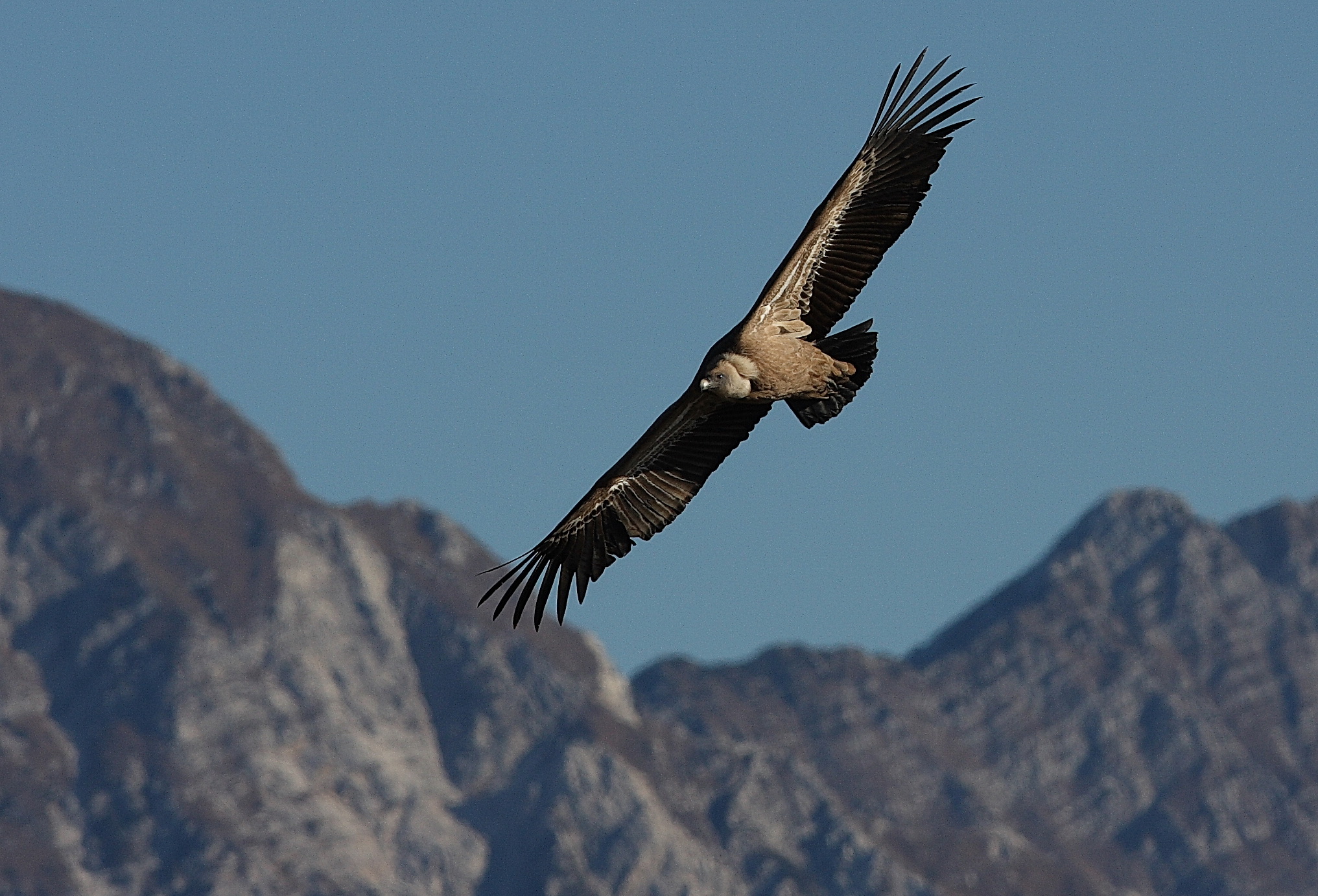 Griffon Vulture population in the Eastern Alps: growing and expanding ...