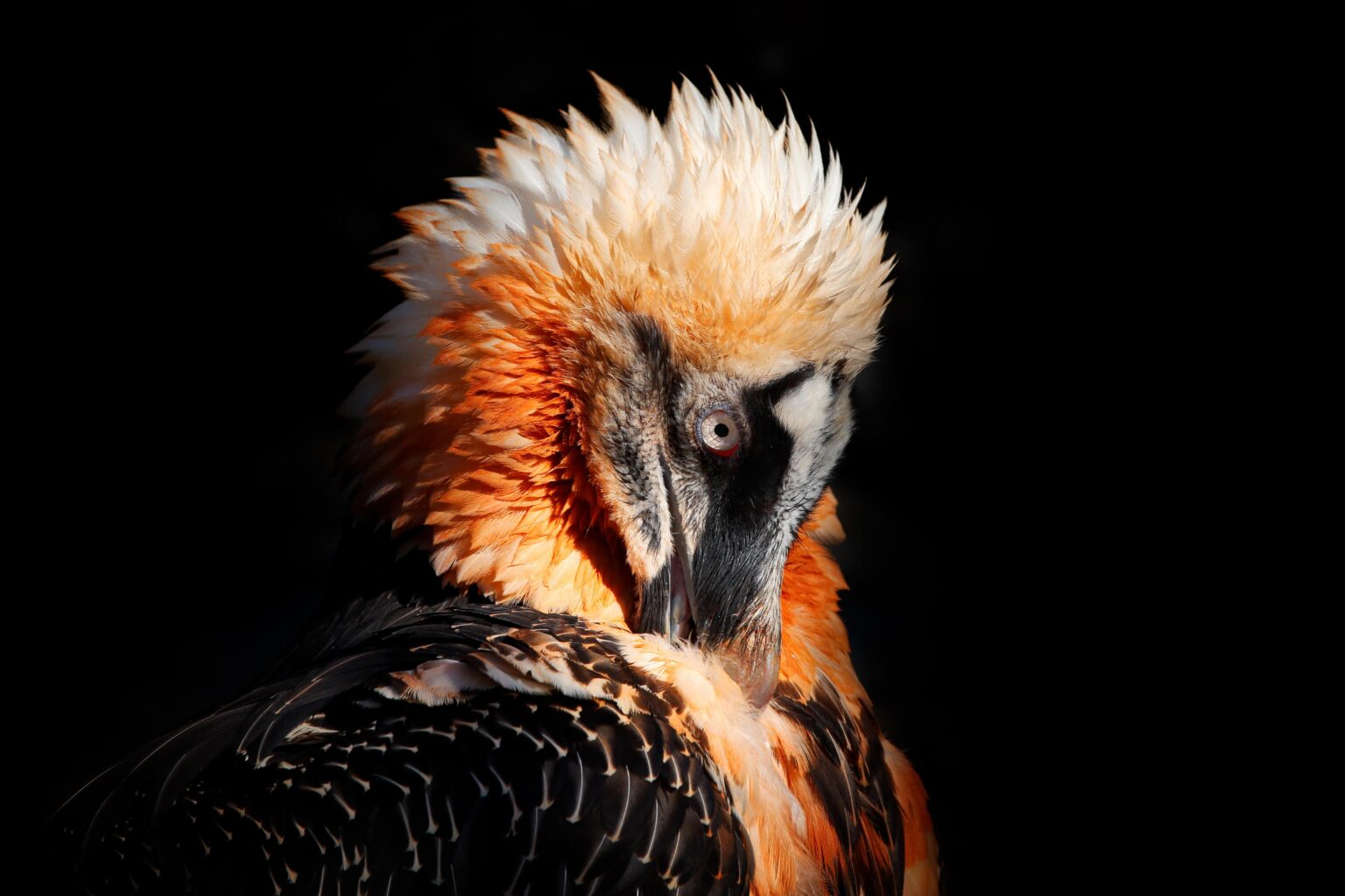Which Bearded Vulture pair laid the first egg of this new breeding ...