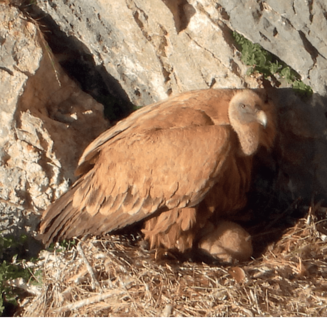 How bright does the future look for Rüppell’s Vultures in Europe ...