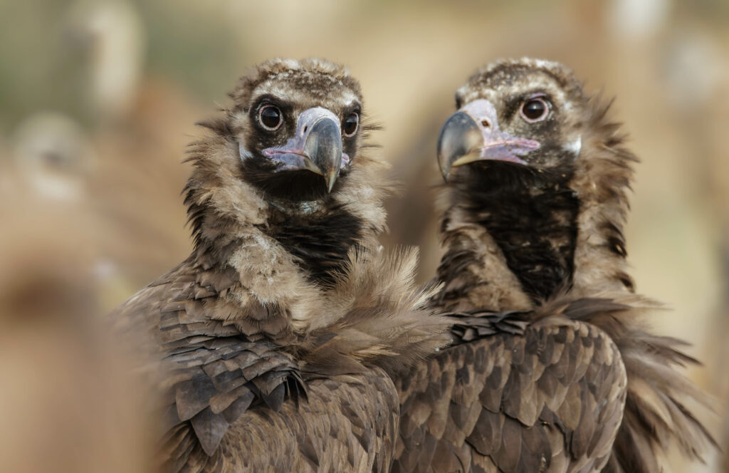 “Zeal and great determination”: the incredible story of the first ...