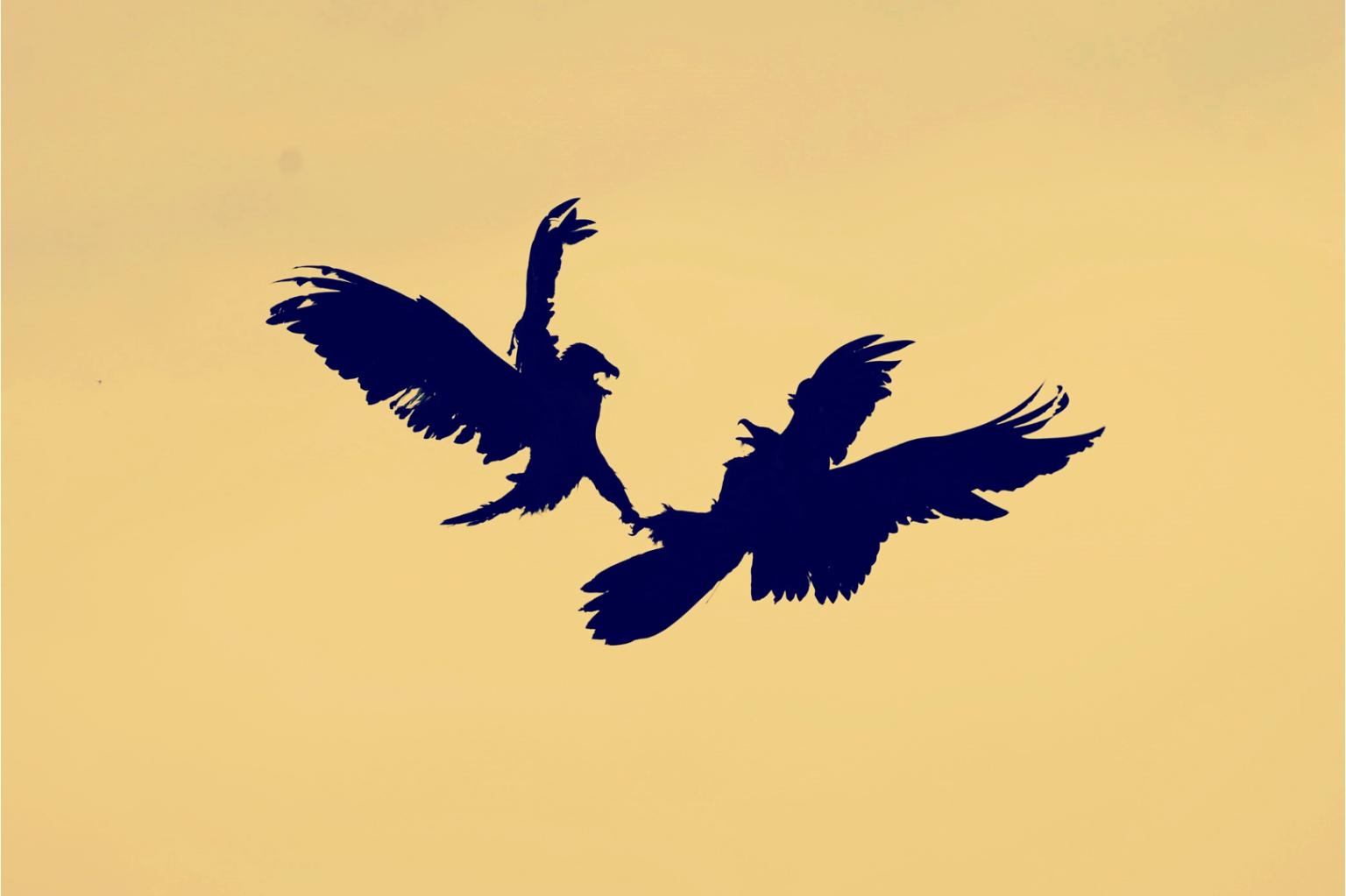 Winners of the Vultures in Focus – Photography Contest - Vulture ...