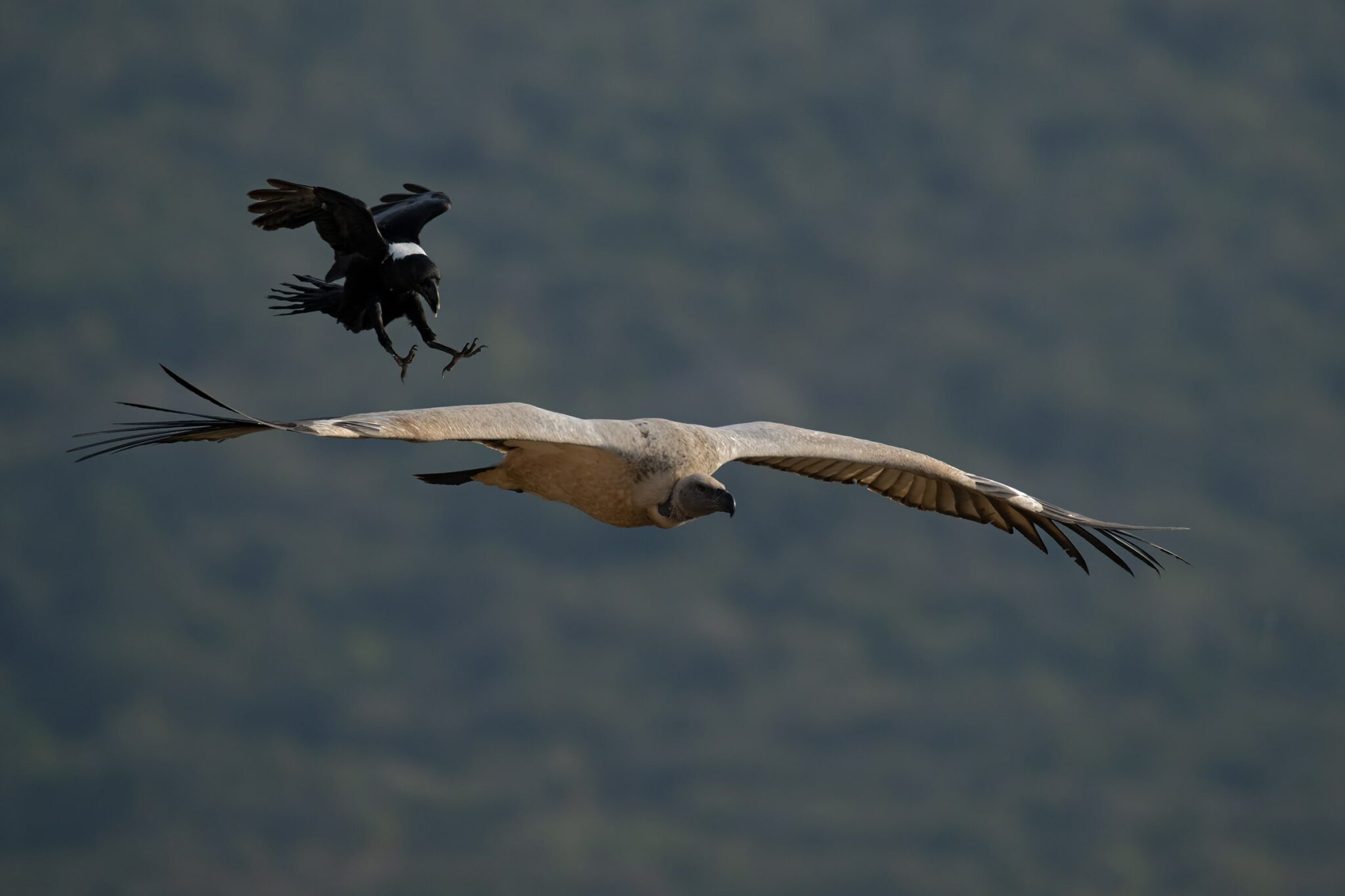 Winners of the Vultures in Focus – Photography Contest - Vulture ...
