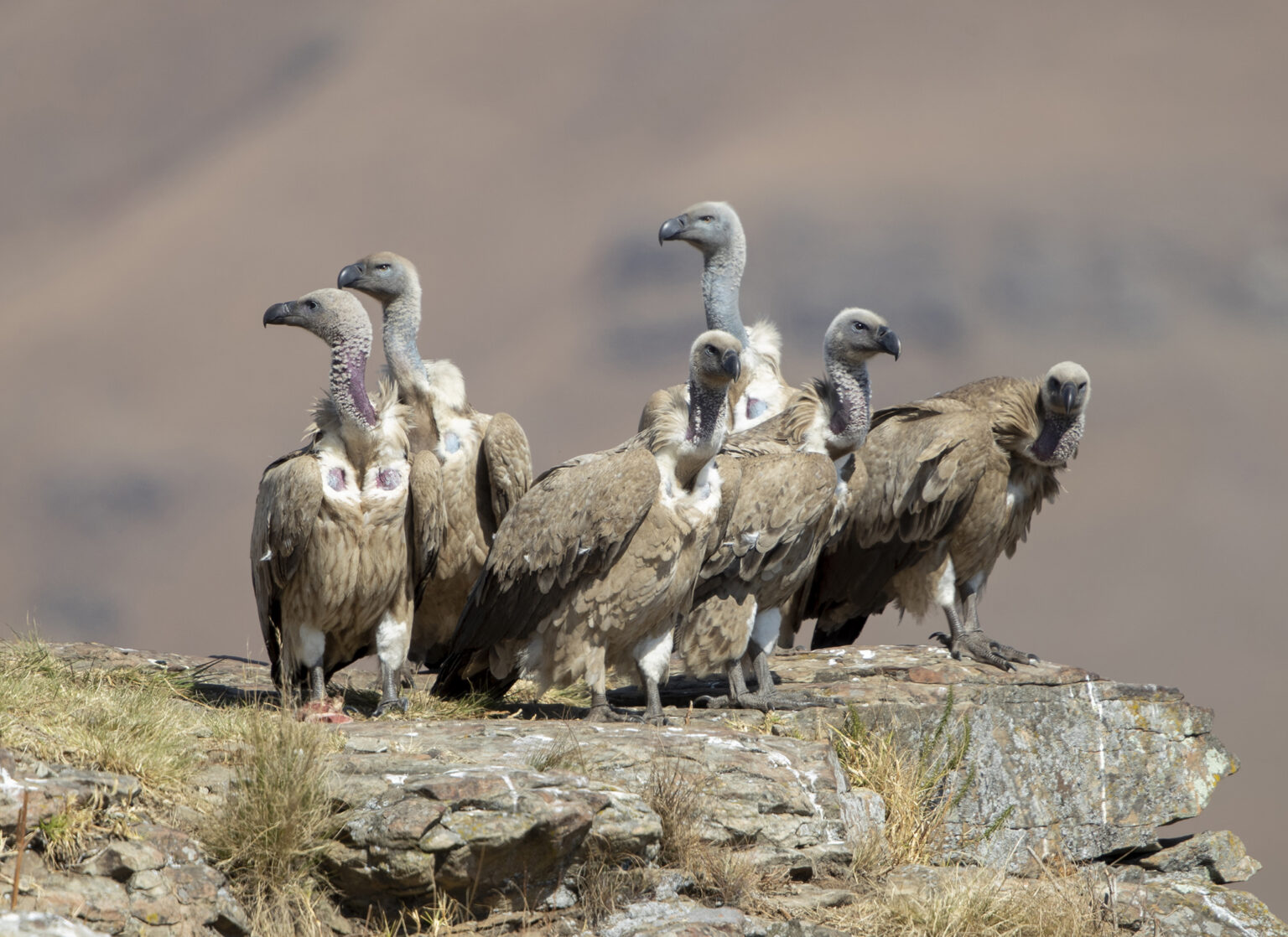 How bright does the future look for Rüppell’s Vultures in Europe ...