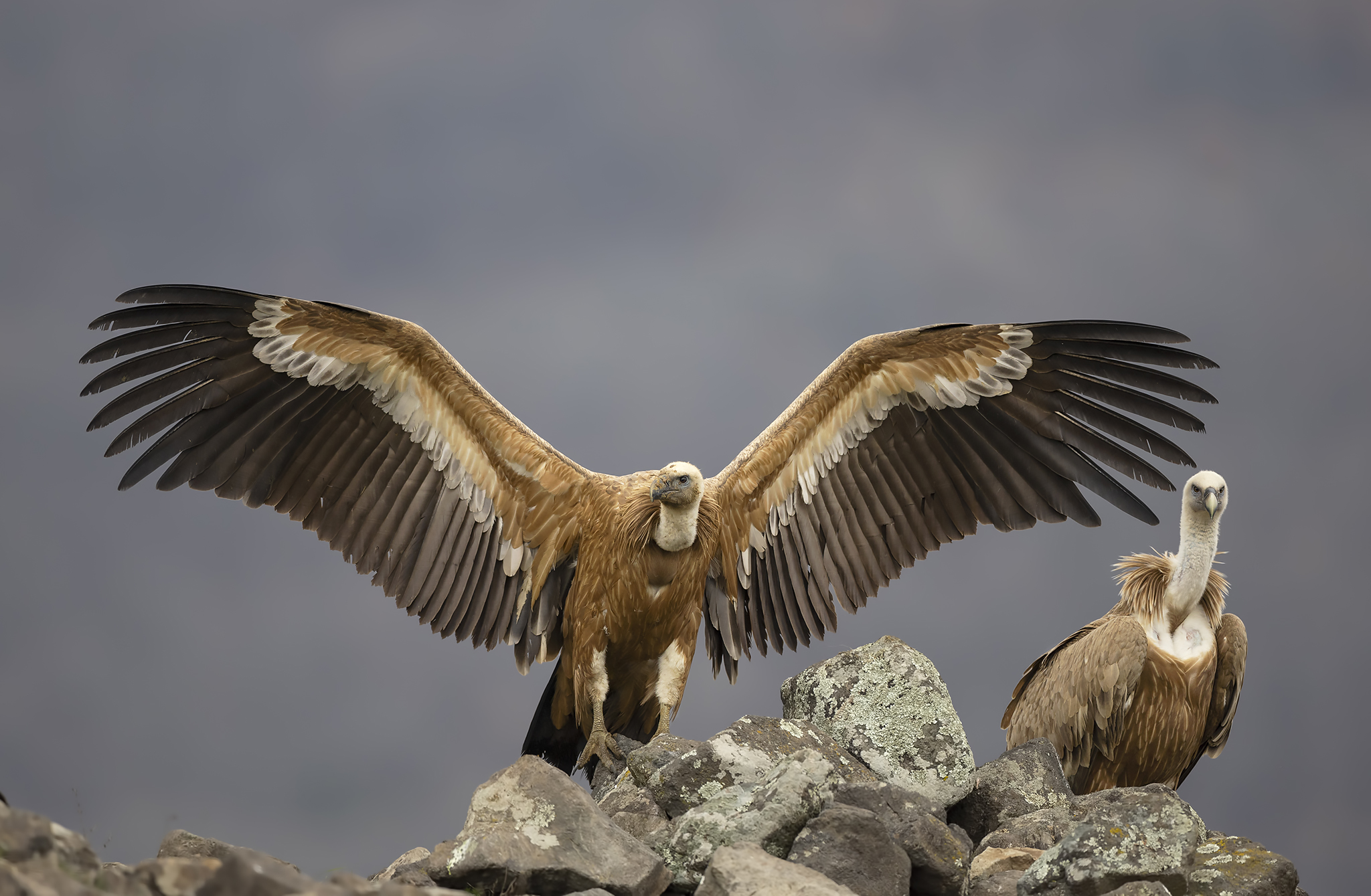 2023 in review: our work 4 Vultures - Vulture Conservation Foundation