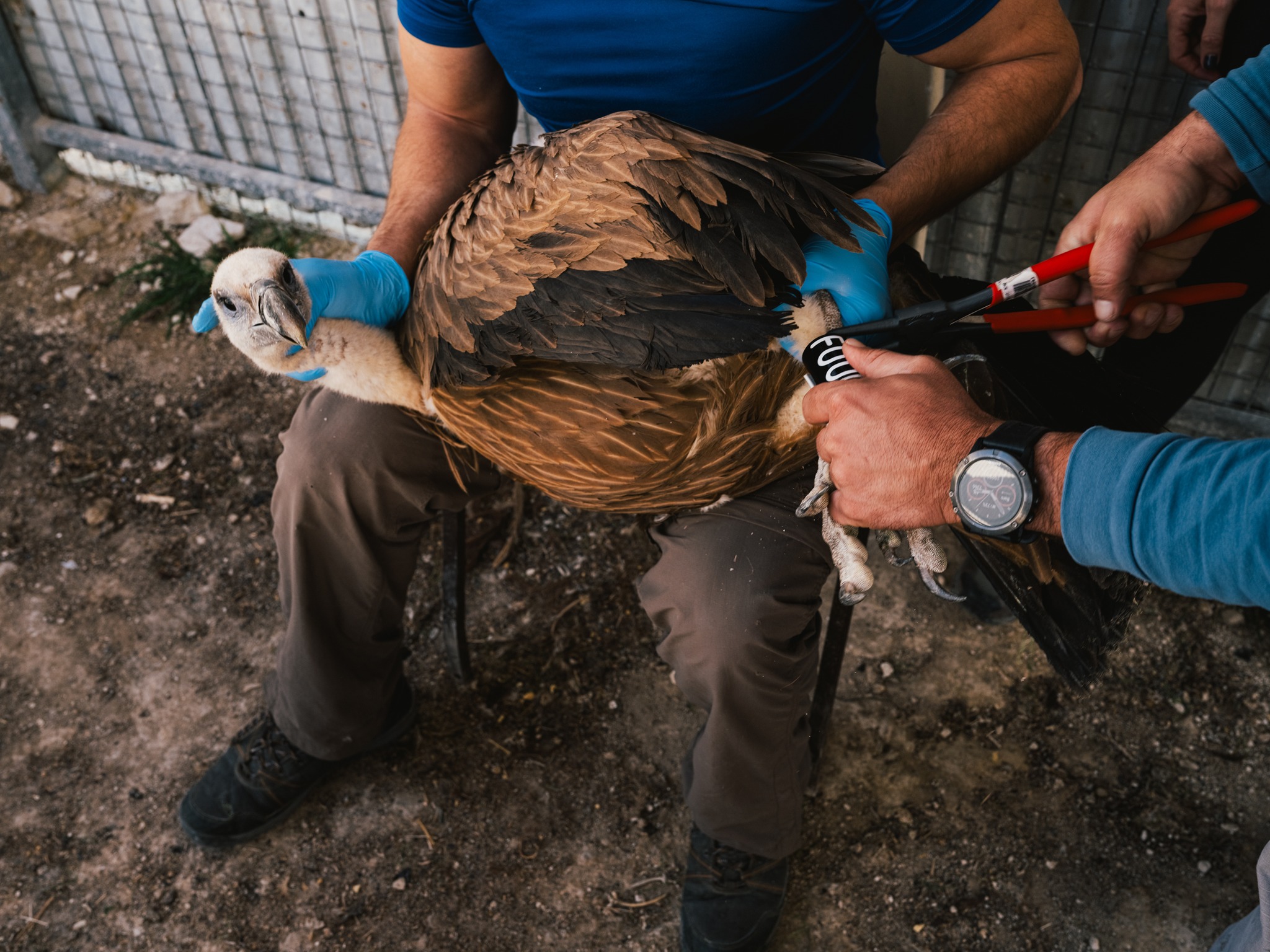 Cyprus: 15 Griffon Vultures travelled from Spain to strengthen the ...