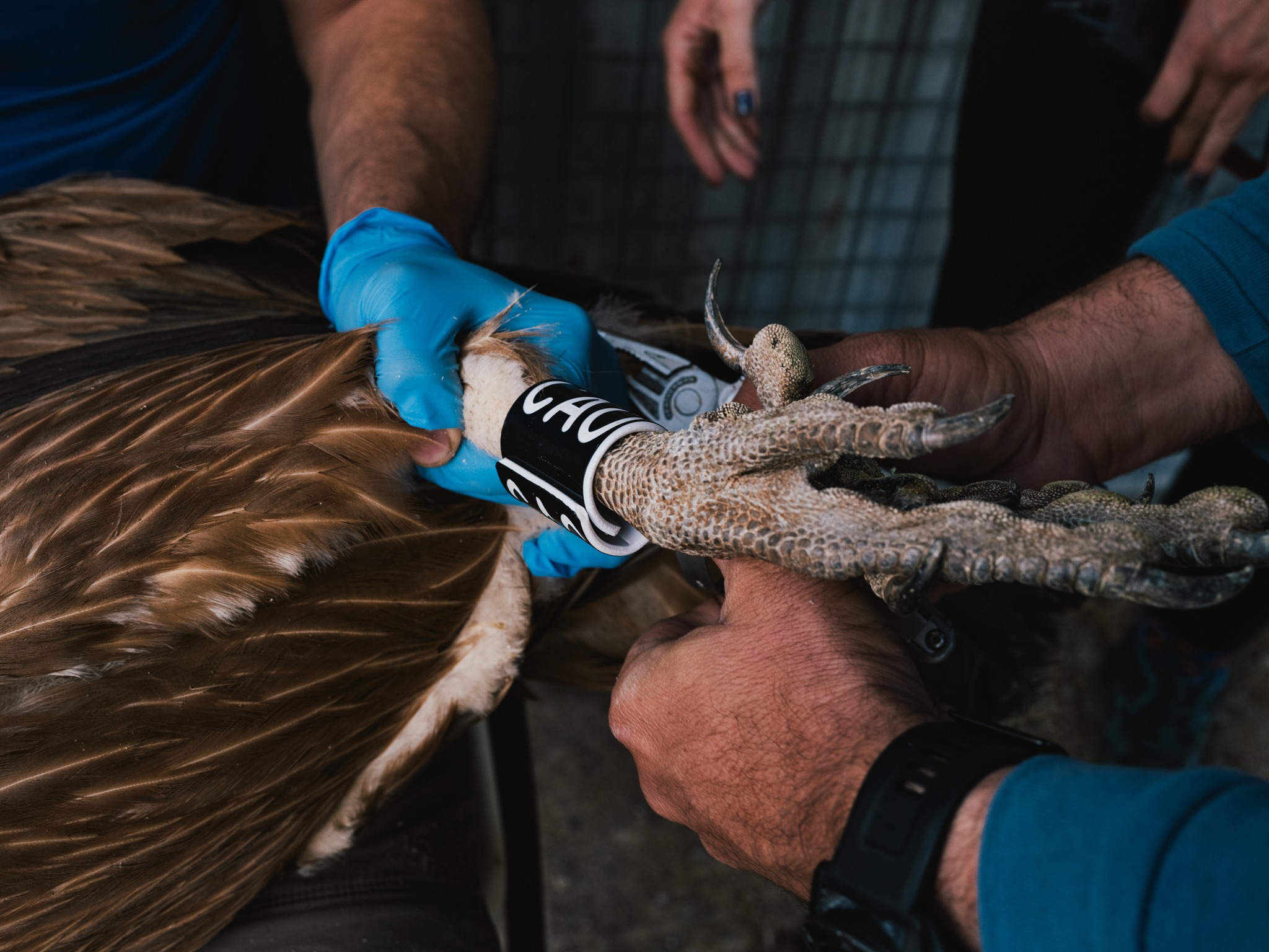 Cyprus: 15 Griffon Vultures travelled from Spain to strengthen the ...
