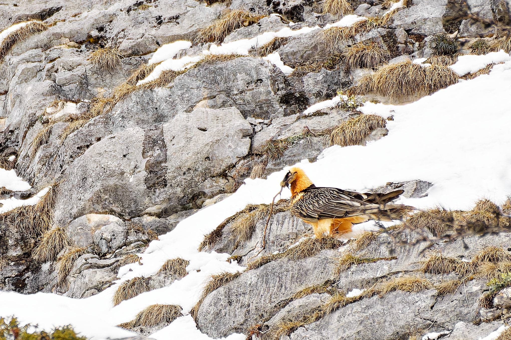 Winners of the Vultures in Focus – Photography Contest - Vulture ...