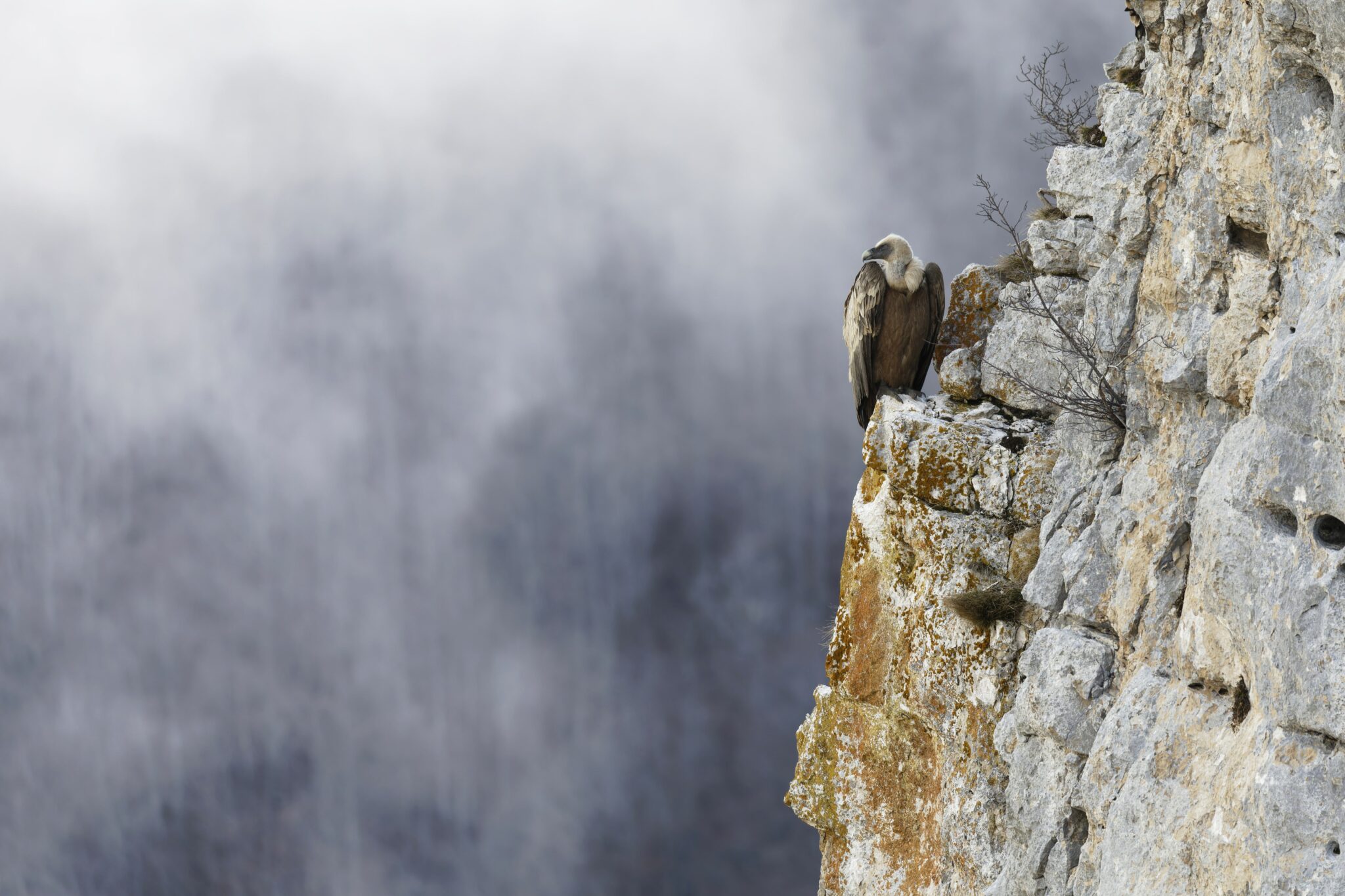 Winners of the Vultures in Focus – Photography Contest - Vulture ...
