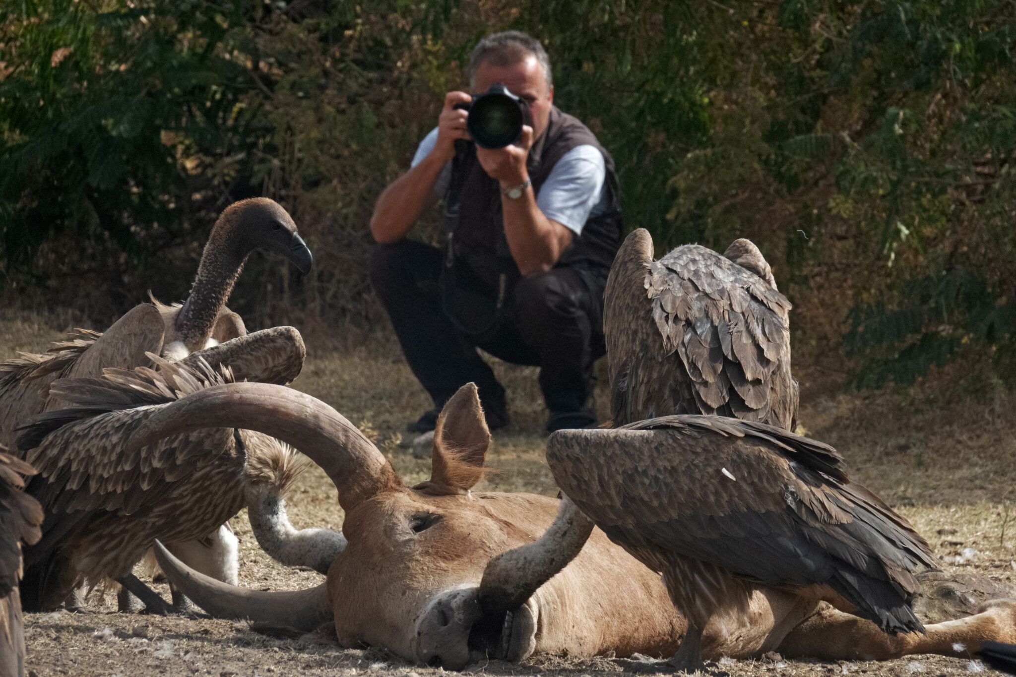 Winners of the Vultures in Focus – Photography Contest - Vulture ...