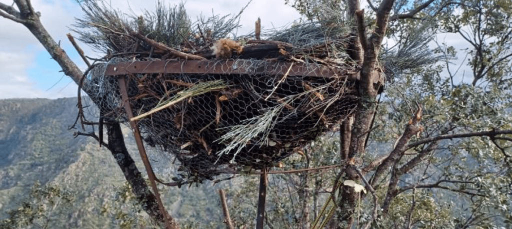 Safer nests and new nesting platforms for Cinereous Vultures in ...