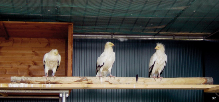 Egyptian Vulture: technical guidelines for captive-breeding and release - Vulture Conservation ...