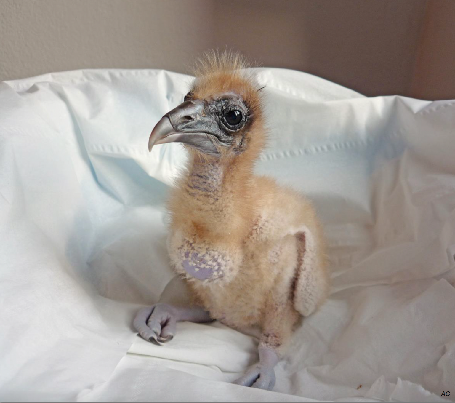 Egyptian Vulture: technical guidelines for captive-breeding and release ...