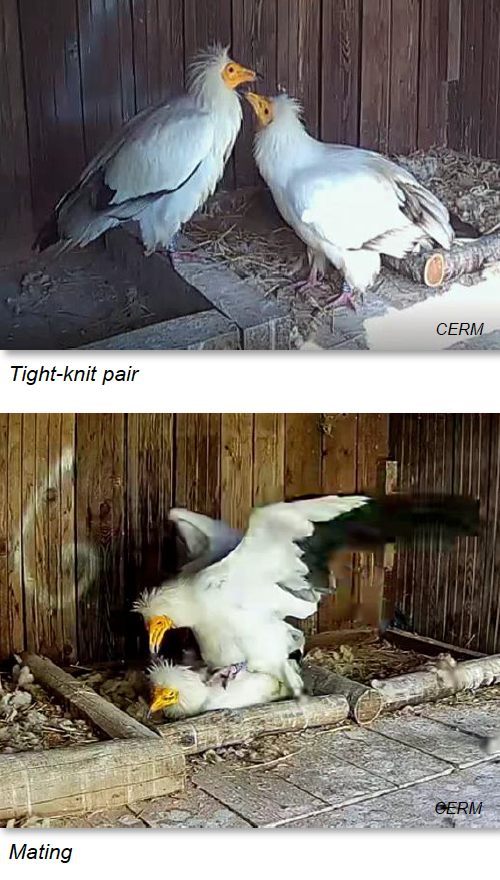 Egyptian Vulture: technical guidelines for captive-breeding and release ...